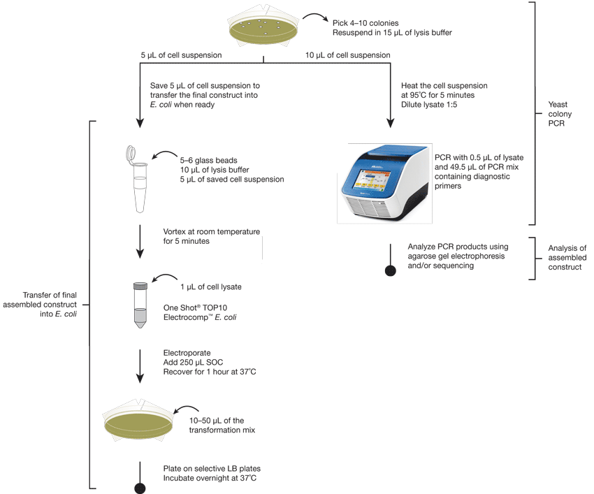GeneArt 高阶遗传组装系统 | Thermo Fisher Scientific - CN
