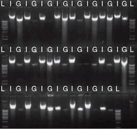 GeneCatcher Magnetic Beads for DNA Capture | Thermo Fisher Scientific - CN