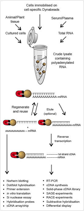 mRNA Isolation with Dynabeads in 15 minutes | Thermo Fisher Scientific - CN
