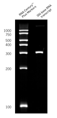 Century Markers | Thermo Fisher Scientific - CN