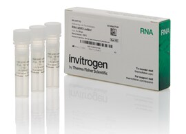 RNA Marker / -RNA条带-RNA Ladder–赛默飞 | Thermo Fisher Scientific - CN