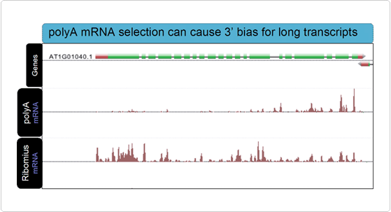 RNA-Seq Transcriptome Isolation – Ribosomal RNA (rRNA) Depletion ...