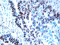 FFPE RNA分离 | Thermo Fisher Scientific - CN