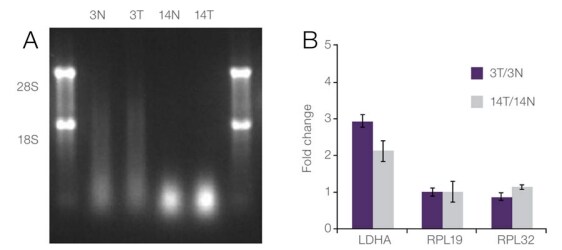 QuantiGene Singleplex基因表达检测和 Singleplex HT 检测 | Thermo Fisher ...