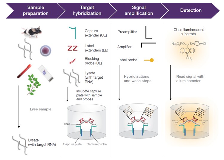 QuantiGene Singleplex Gene Expression Assay: How it Works | Thermo ...