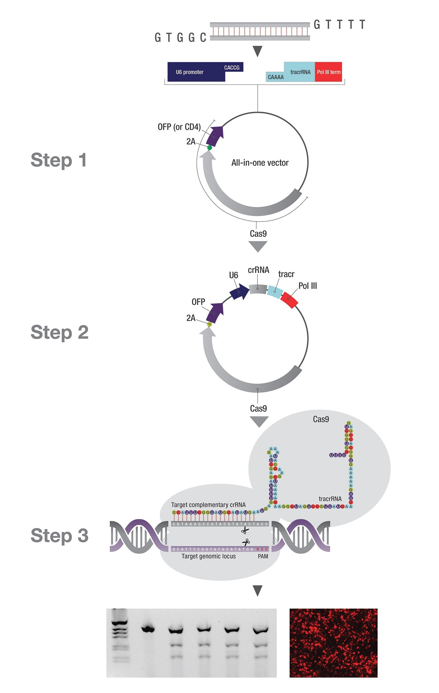 Cas9 质粒 | Thermo Fisher Scientific - CN