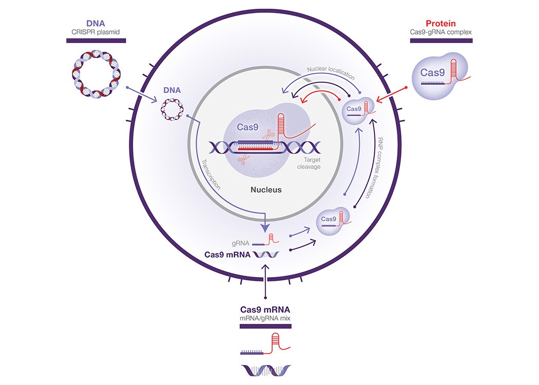 Cas9 核酸酶 | Thermo Fisher Scientific - CN
