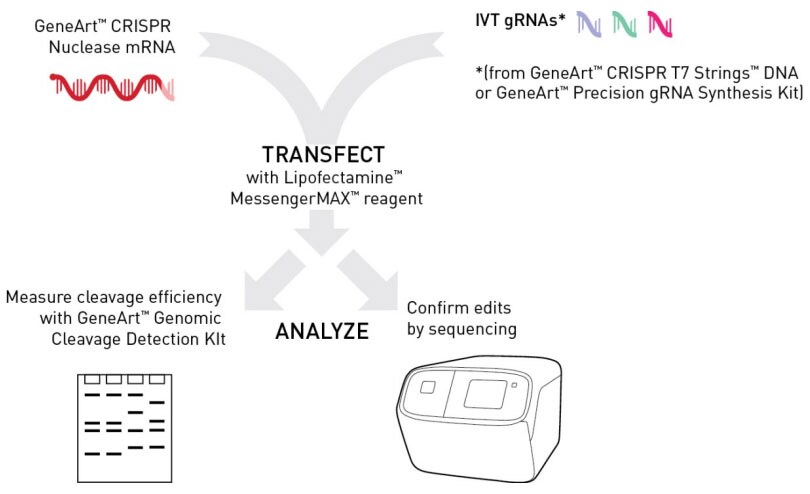 GeneArt CRISPR 核酸酶 mRNA | Thermo Fisher Scientific - CN