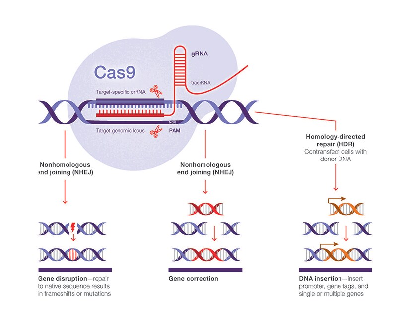 CRISPR 技术信息 | Thermo Fisher Scientific - CN