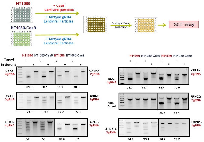 Arrayed Lentiviral CRISPR Library—Powerful High-Throughput Loss-of ...