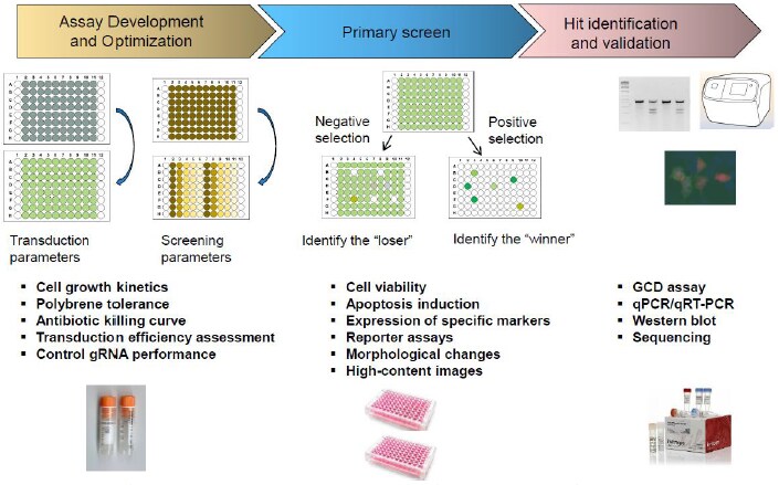 Arrayed Lentiviral CRISPR Library—Powerful High-Throughput Loss-of ...