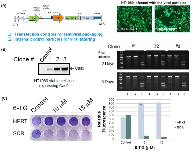 Arrayed Lentiviral CRISPR Library—Powerful High-Throughput Loss-of ...