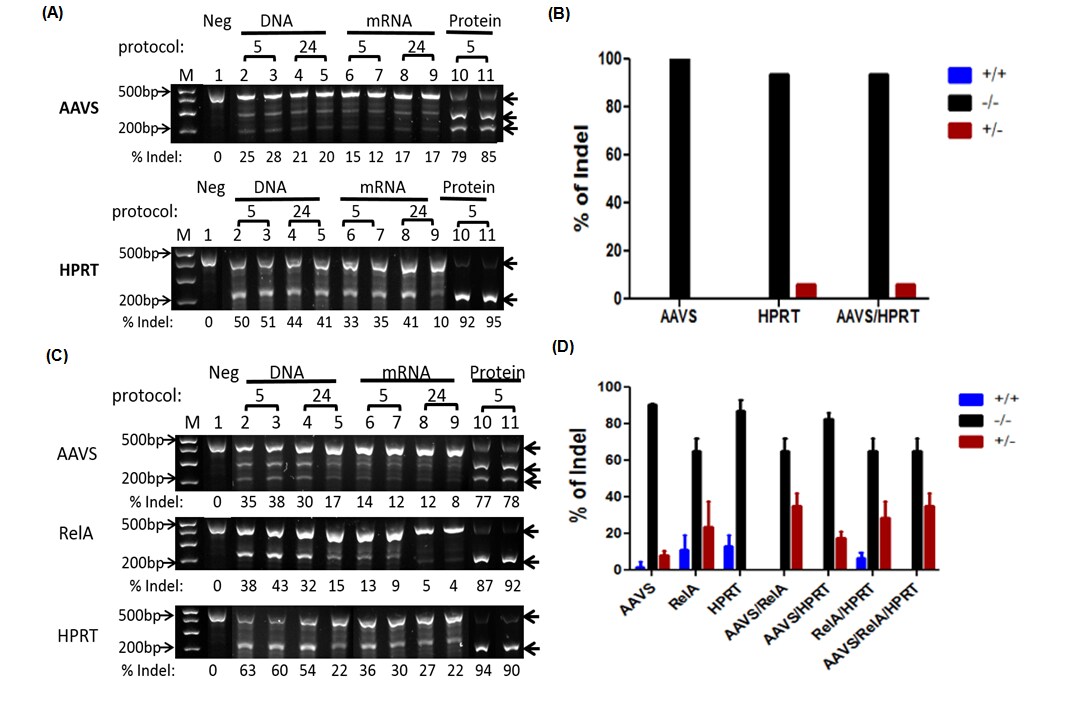 Rapid and Highly Efficient Cell Engineering via Cas9 Protein ...