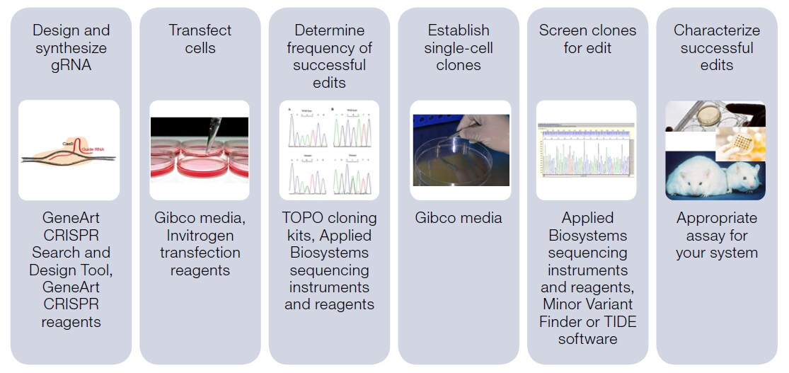 Using Sanger Sequencing to Facilitate CRISPR- and TALEN-Mediated Genome Editing Workflows ...