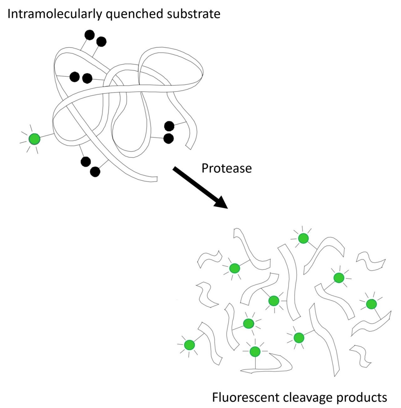 酶标仪检测 | Thermo Fisher Scientific - CN