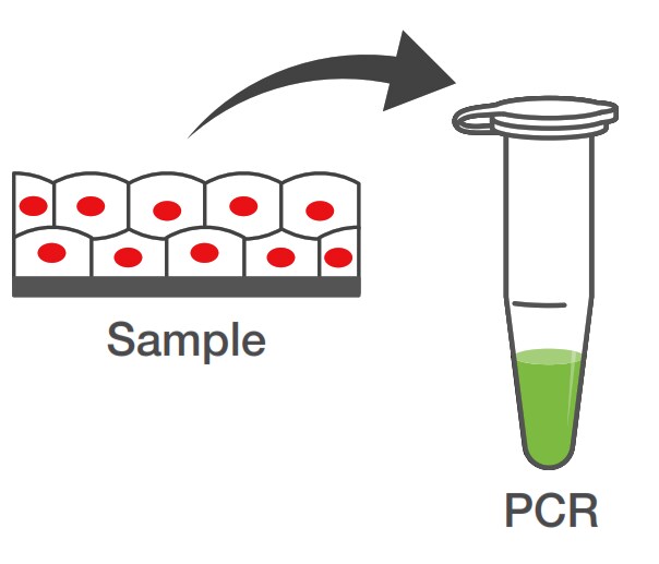 5 Steps to Efficient PCR | Thermo Fisher Scientific - CN
