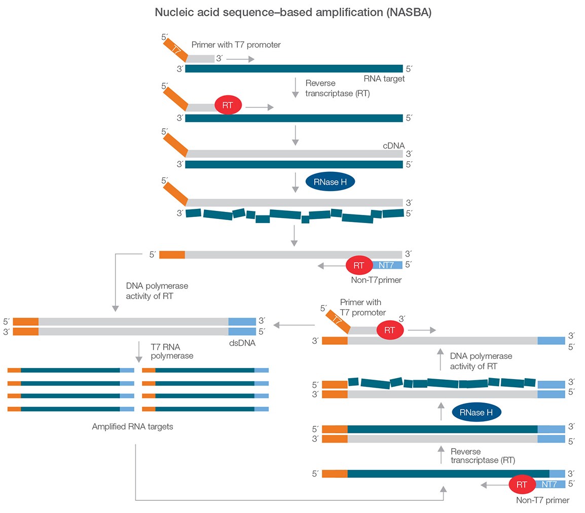 Isothermal Nucleic Acid Amplification | Thermo Fisher Scientific - CN