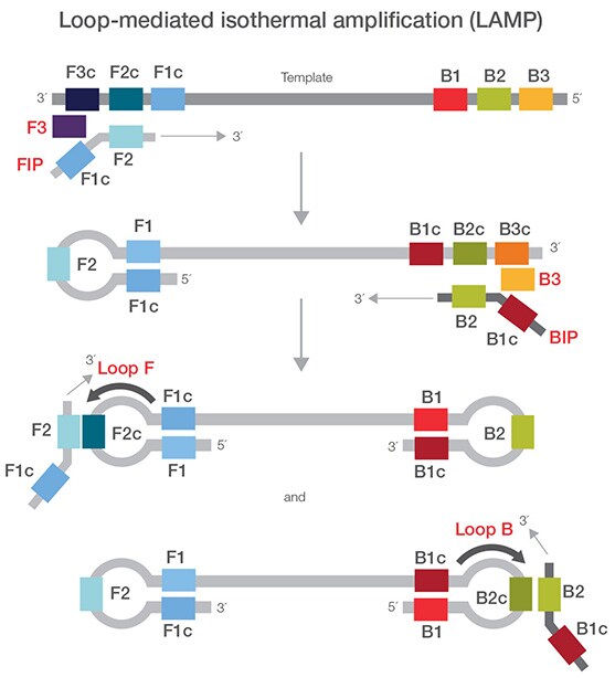 Isothermal Nucleic Acid Amplification | Thermo Fisher Scientific - CN