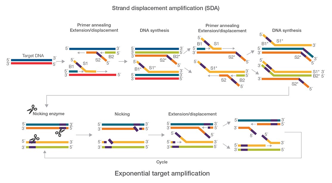 Isothermal Nucleic Acid Amplification | Thermo Fisher Scientific - CN