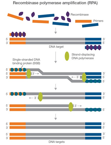 Isothermal Nucleic Acid Amplification | Thermo Fisher Scientific - CN