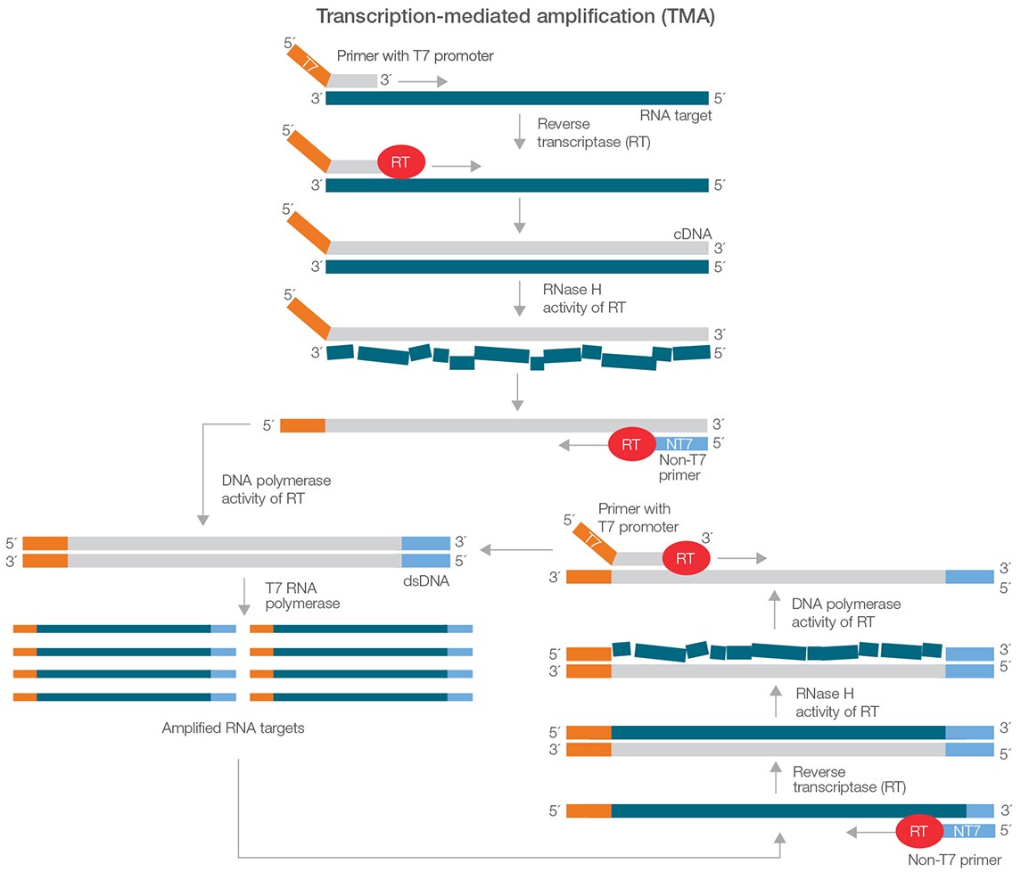 Isothermal Nucleic Acid Amplification | Thermo Fisher Scientific - CN