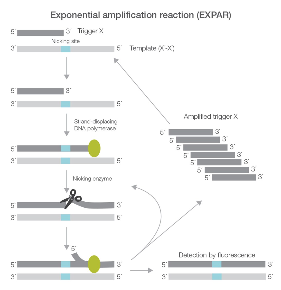 Isothermal Nucleic Acid Amplification | Thermo Fisher Scientific - CN