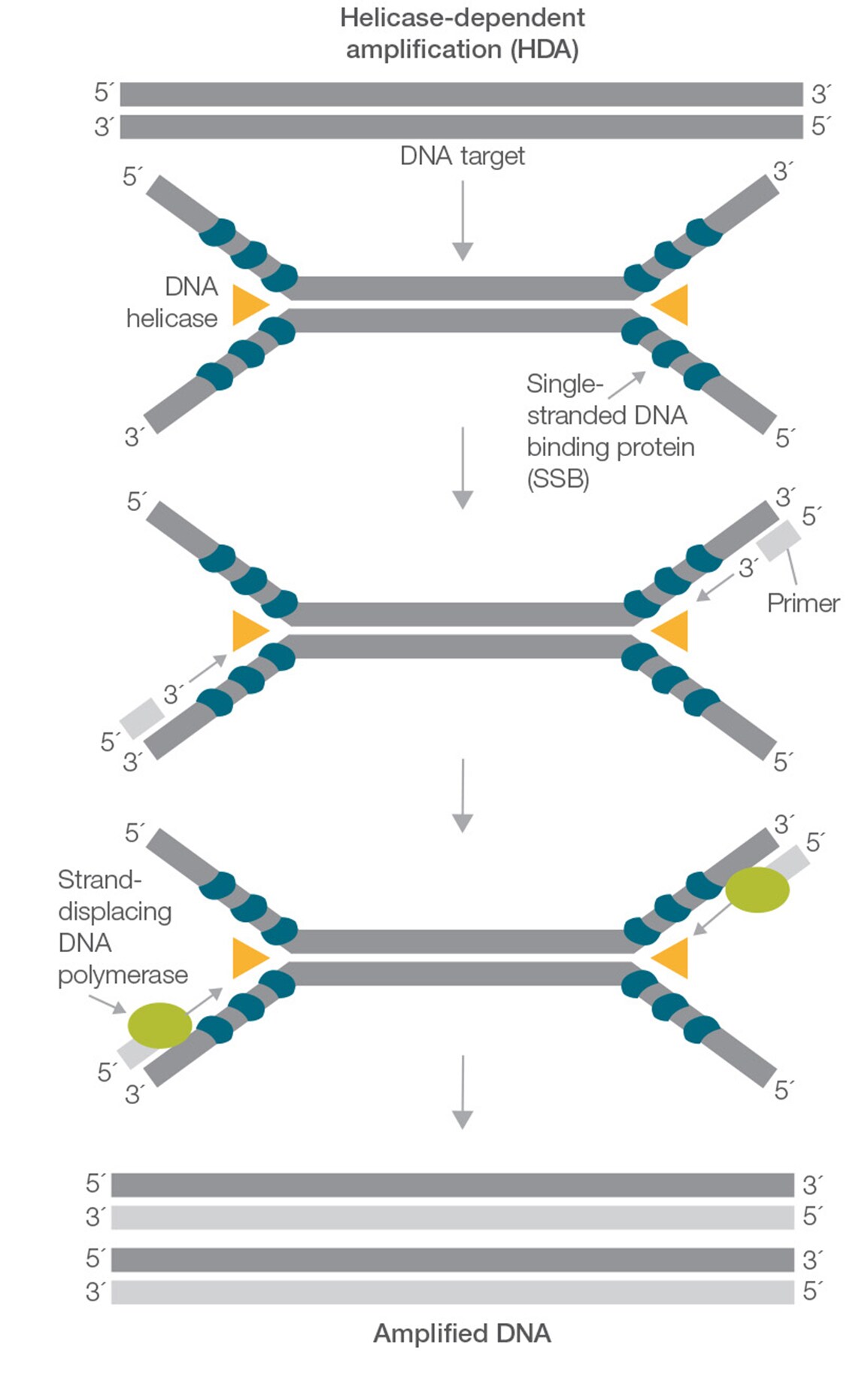 Isothermal Nucleic Acid Amplification | Thermo Fisher Scientific - CN