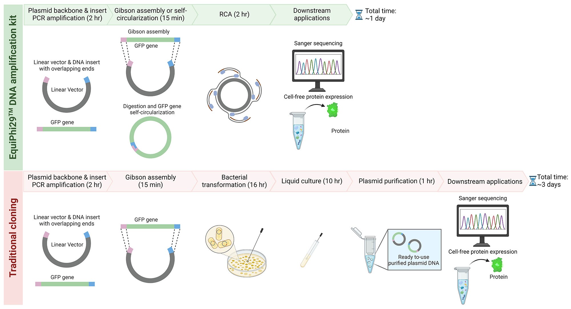RCA 和 MDA-WGA | Thermo Fisher Scientific - CN