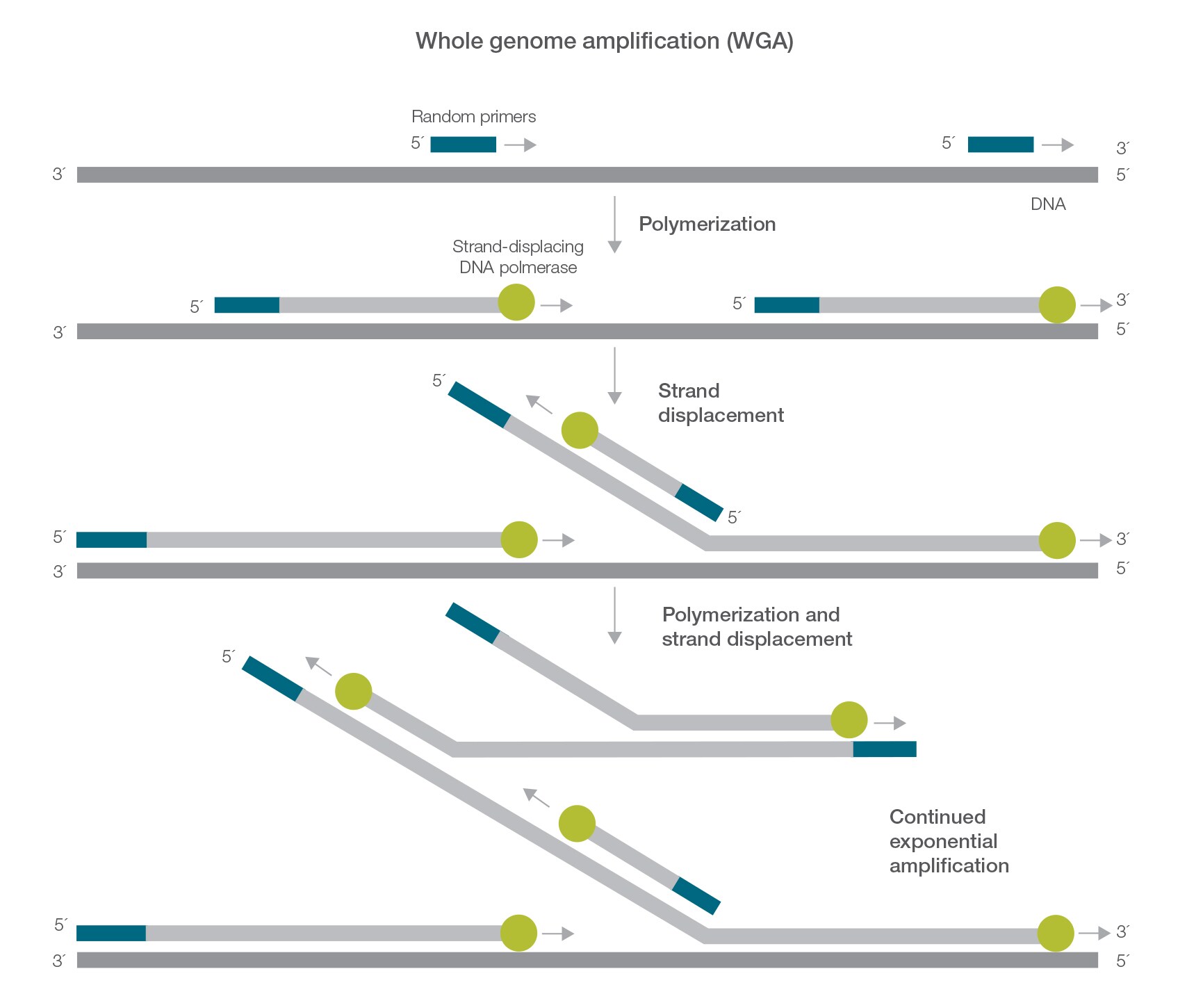 RCA and MDA-WGA | Thermo Fisher Scientific - CN