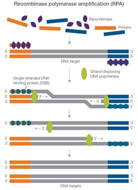 重组酶聚合酶扩增(RPA)技术-RPA试剂盒-赛默飞 | Thermo Fisher Scientific - CN