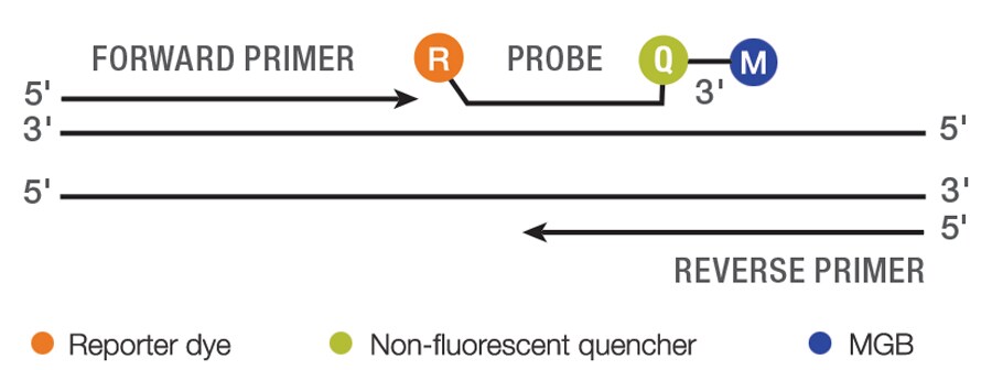 TaqMan 测定详解 | 赛默飞 | Thermo Fisher Scientific - CN