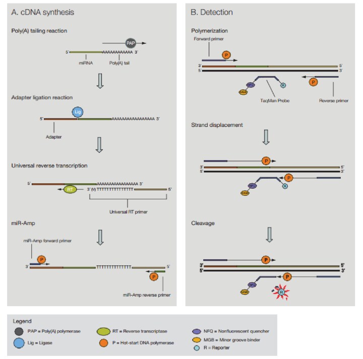 TaqMan 检测试剂盒如何工作？ | Thermo Fisher Scientific - CN