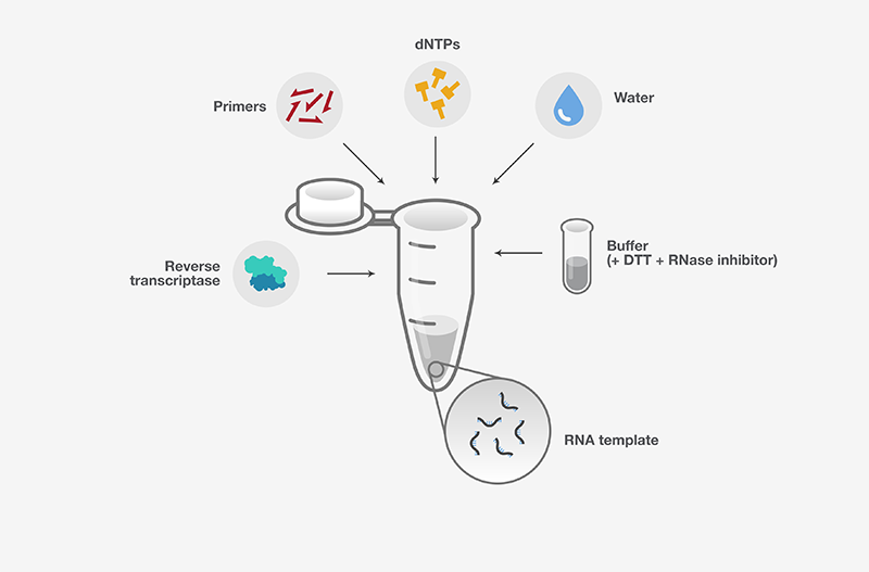 简单5 步优化 cDNA 合成 | Thermo Fisher Scientific - CN