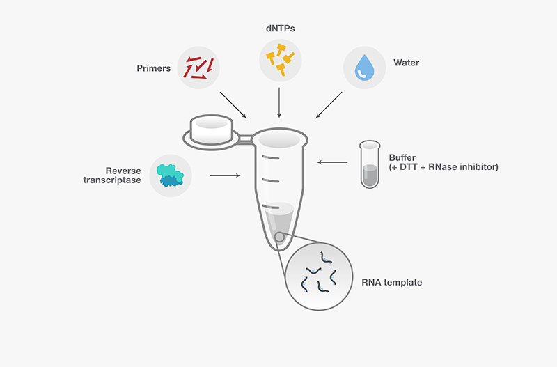 简单5 步优化 cDNA 合成 | Thermo Fisher Scientific - CN