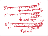 SuperScript III逆转录酶 | Thermo Fisher Scientific - CN