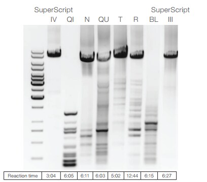 Five Steps to Fast RT-PCR | Thermo Fisher Scientific - CN