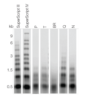 SuperScript IV 反转录酶 | 赛默飞 | Thermo Fisher Scientific - CN