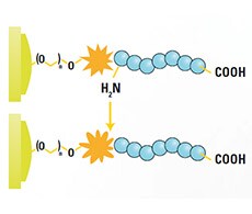 Covalent (Crosslinking) Immunoassay Plates | Thermo Fisher Scientific - CN