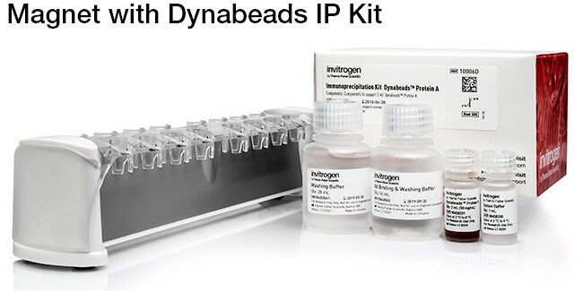 免疫共沉淀磁珠-Dynabeads磁珠-赛默飞 | Thermo Fisher Scientific - CN