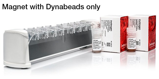 免疫共沉淀磁珠-Dynabeads磁珠-赛默飞 | Thermo Fisher Scientific - CN