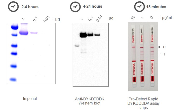 Pro-Detect快检试纸 | Thermo Fisher Scientific - CN