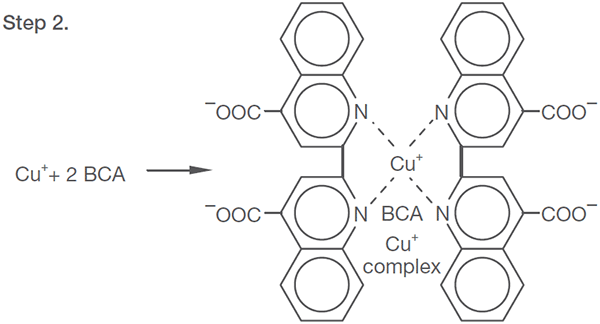 BCA蛋白定量 | Thermo Fisher Scientific - CN
