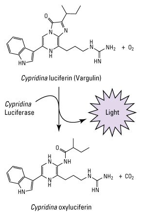 Cypridina Luciferase Assays and Vectors | Thermo Fisher Scientific - CN