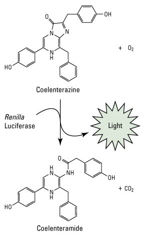 Renilla Luciferase Assays and Vectors | Thermo Fisher Scientific - CN