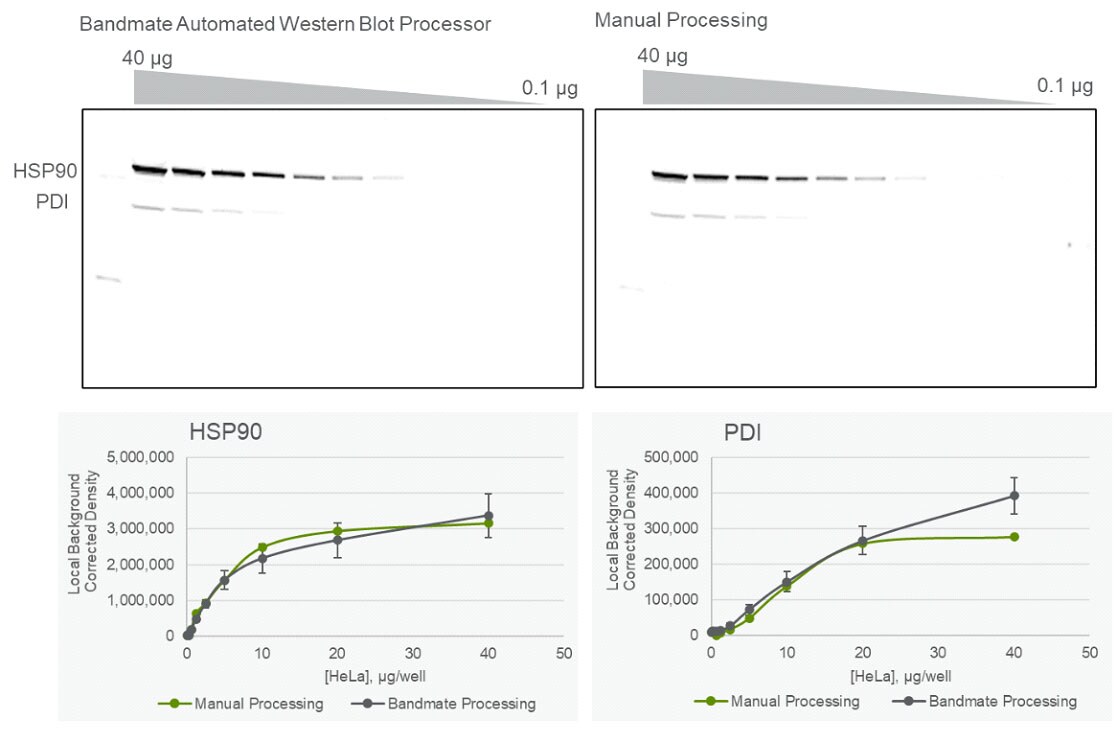 Bandmate Automated Western Blot Processor | Thermo Fisher Scientific - CN