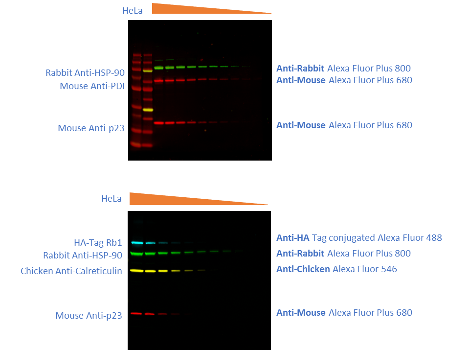 荧光Western Blot检测技术与产品-赛默飞 | Thermo Fisher Scientific - CN