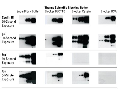 Blocking Buffers for Western Blotting | Thermo Fisher Scientific - CN