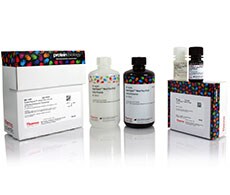 SuperSignal HRP 化学发光底物 | Thermo Fisher Scientific - CN