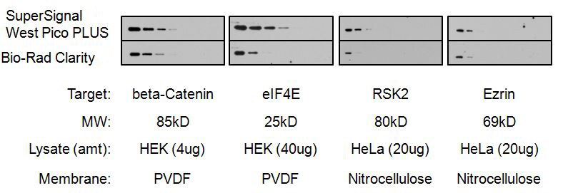 SuperSignal HRP 化学发光底物 | Thermo Fisher Scientific - CN