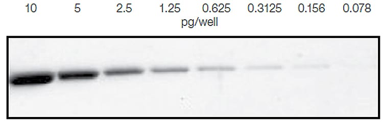 SuperSignal HRP 化学发光底物 | Thermo Fisher Scientific - CN
